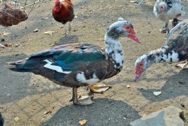 Breed Profile: Muscovy Duck - Backyard Poultry